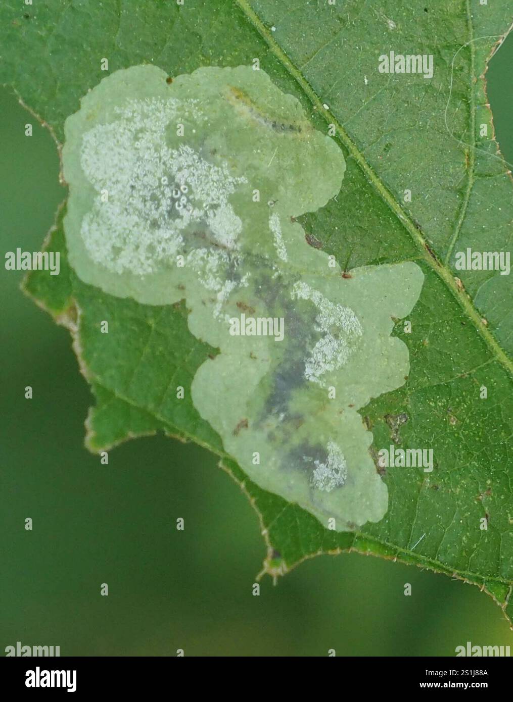 Leaf Blotch Miner Moths (Gracillariidae Stock Photo - Alamy