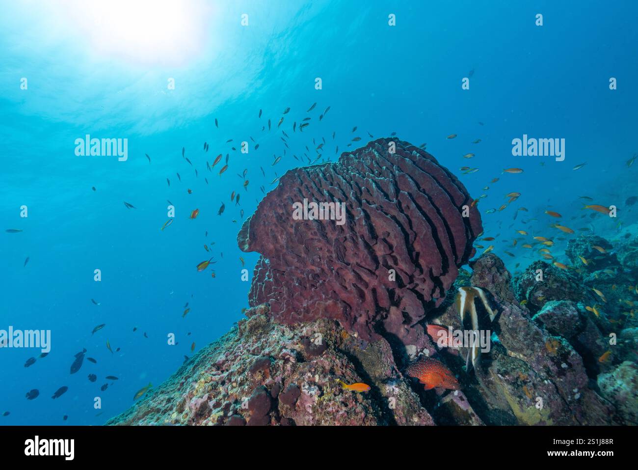Underwater Scene - Barrel Sponge : Andaman Islands - India Stock Photo ...
