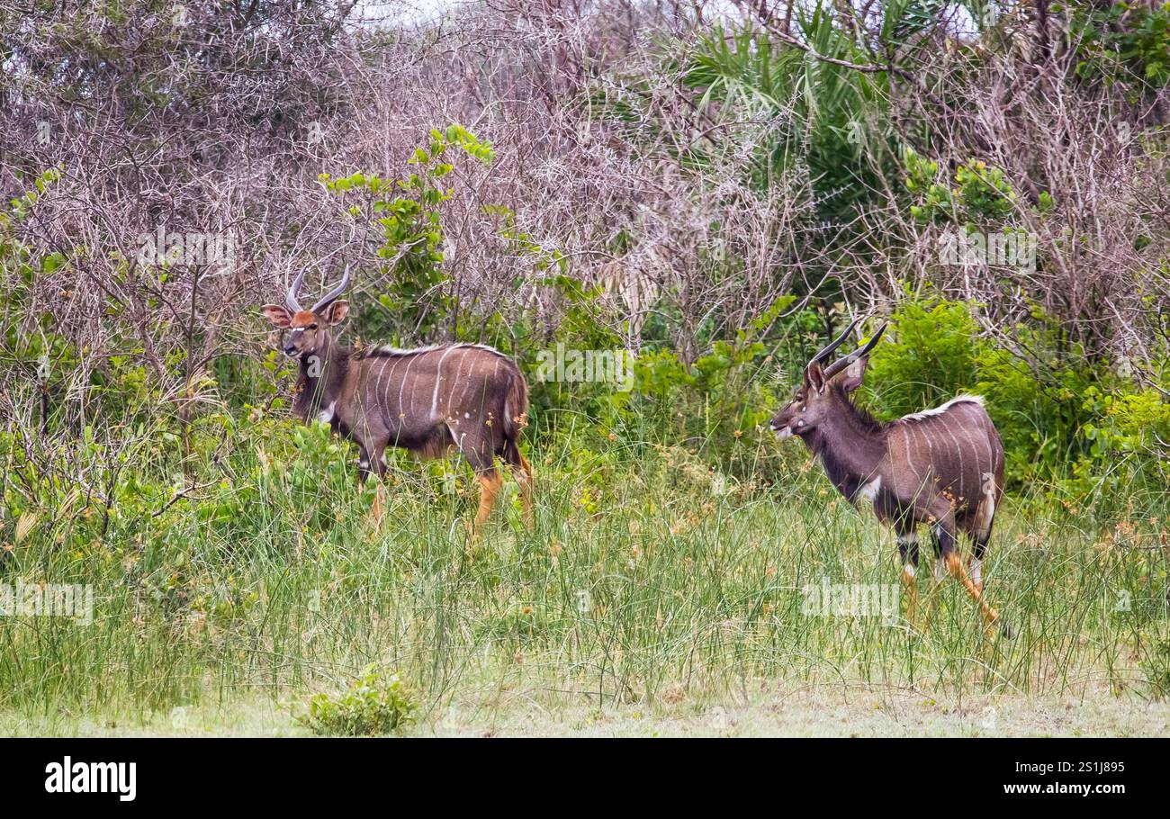 Nyala antilope (Tragelaphus angasii) is an important species of ...