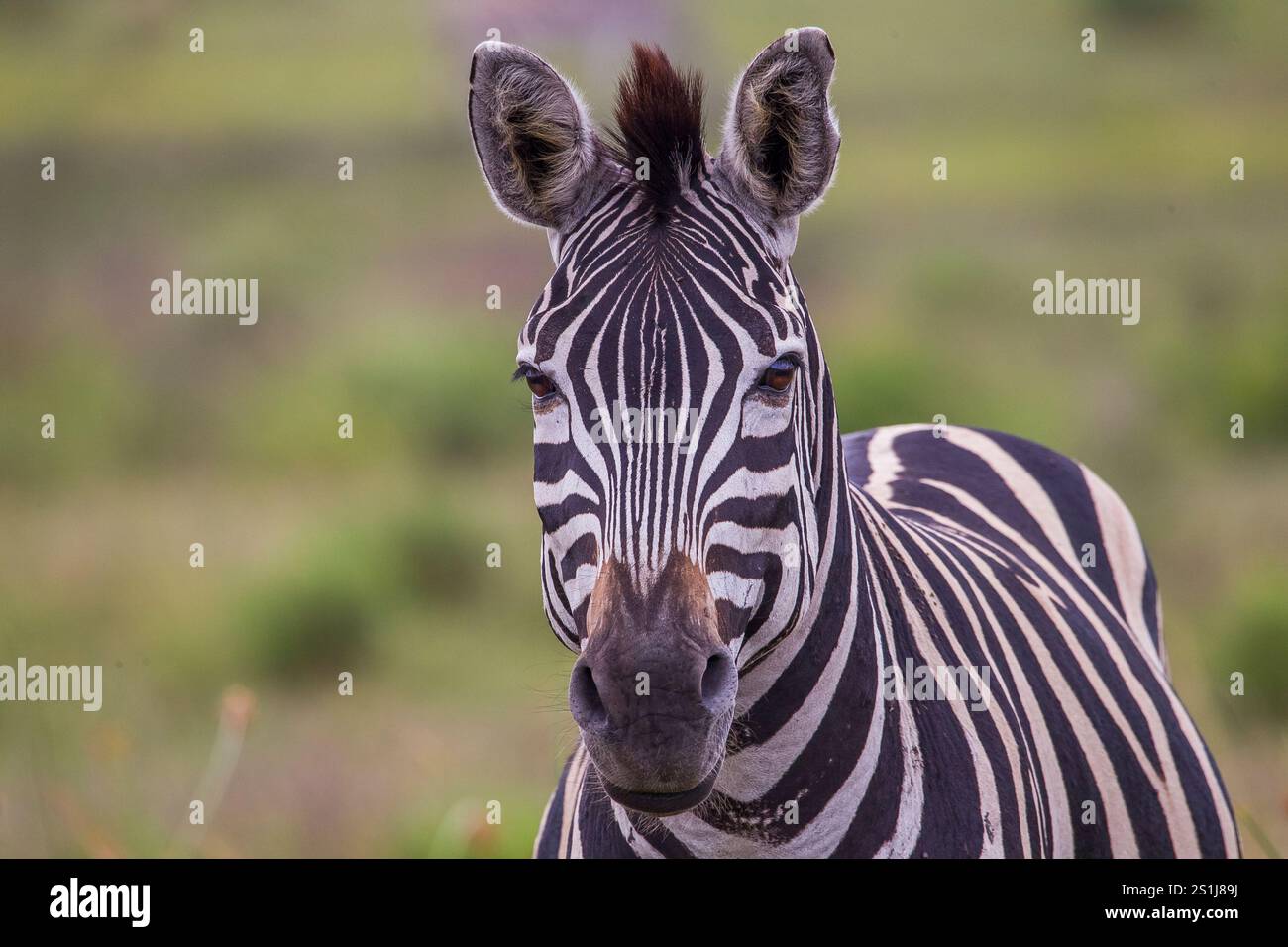 The zebras (Hippotigris) are the sine qua non of the African savanna ...