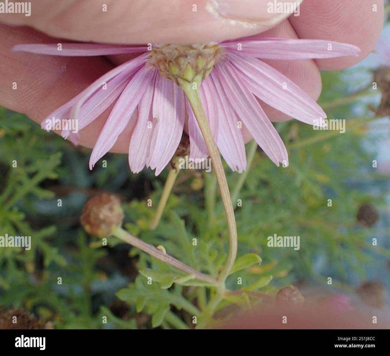 Marguerite daisy (Argyranthemum frutescens Stock Photo - Alamy