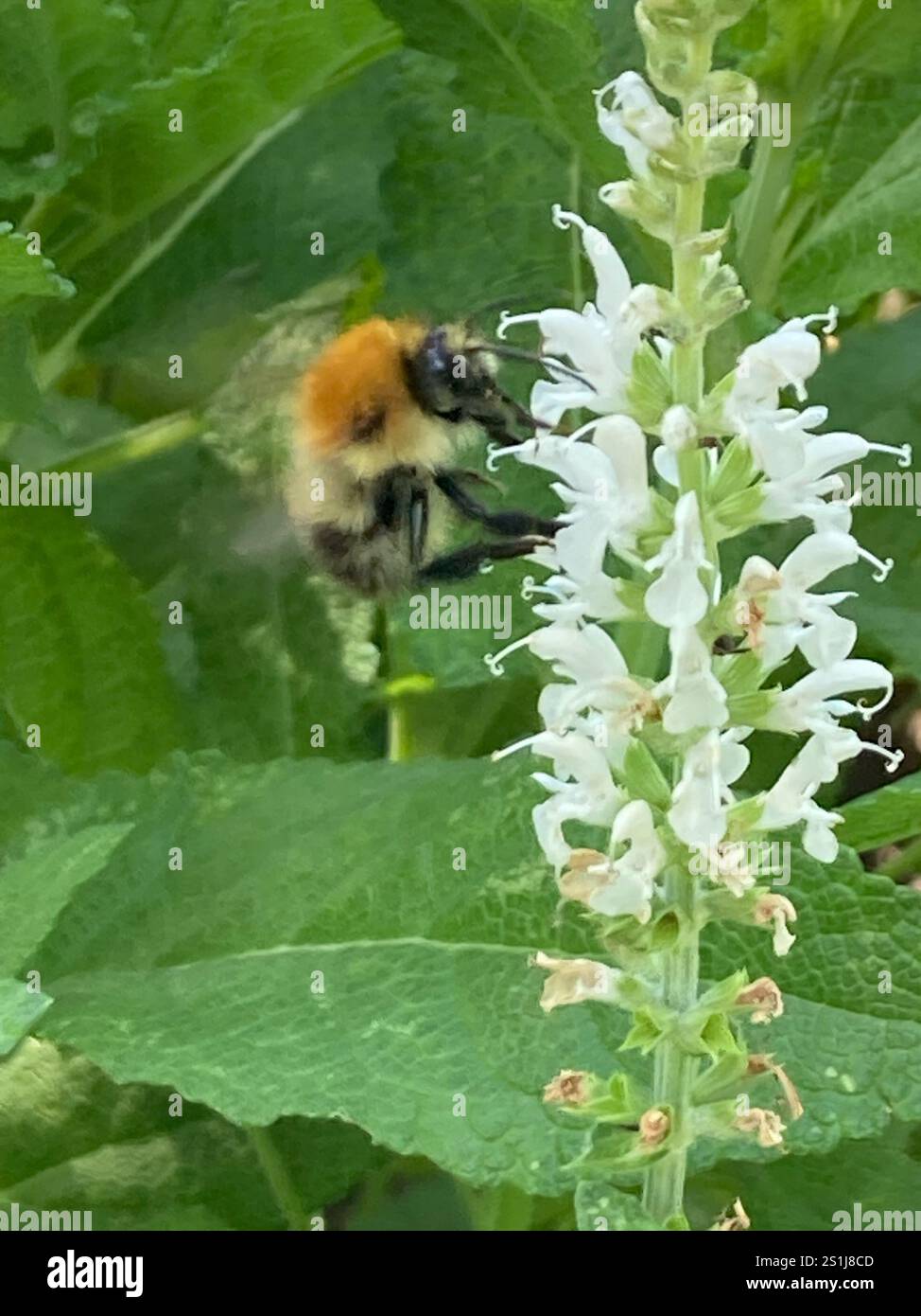 Common Carder Bumble Bee (Bombus pascuorum Stock Photo - Alamy