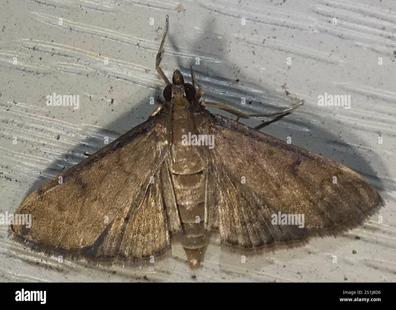 Dusky Herpetogramma Moth (Herpetogramma phaeopteralis Stock Photo - Alamy