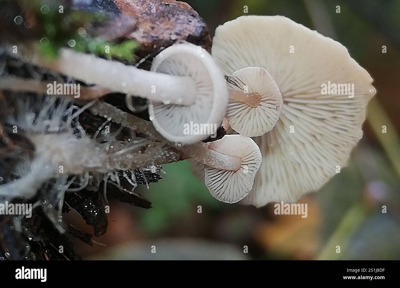 Conifercone Cap (Baeospora myosura Stock Photo - Alamy