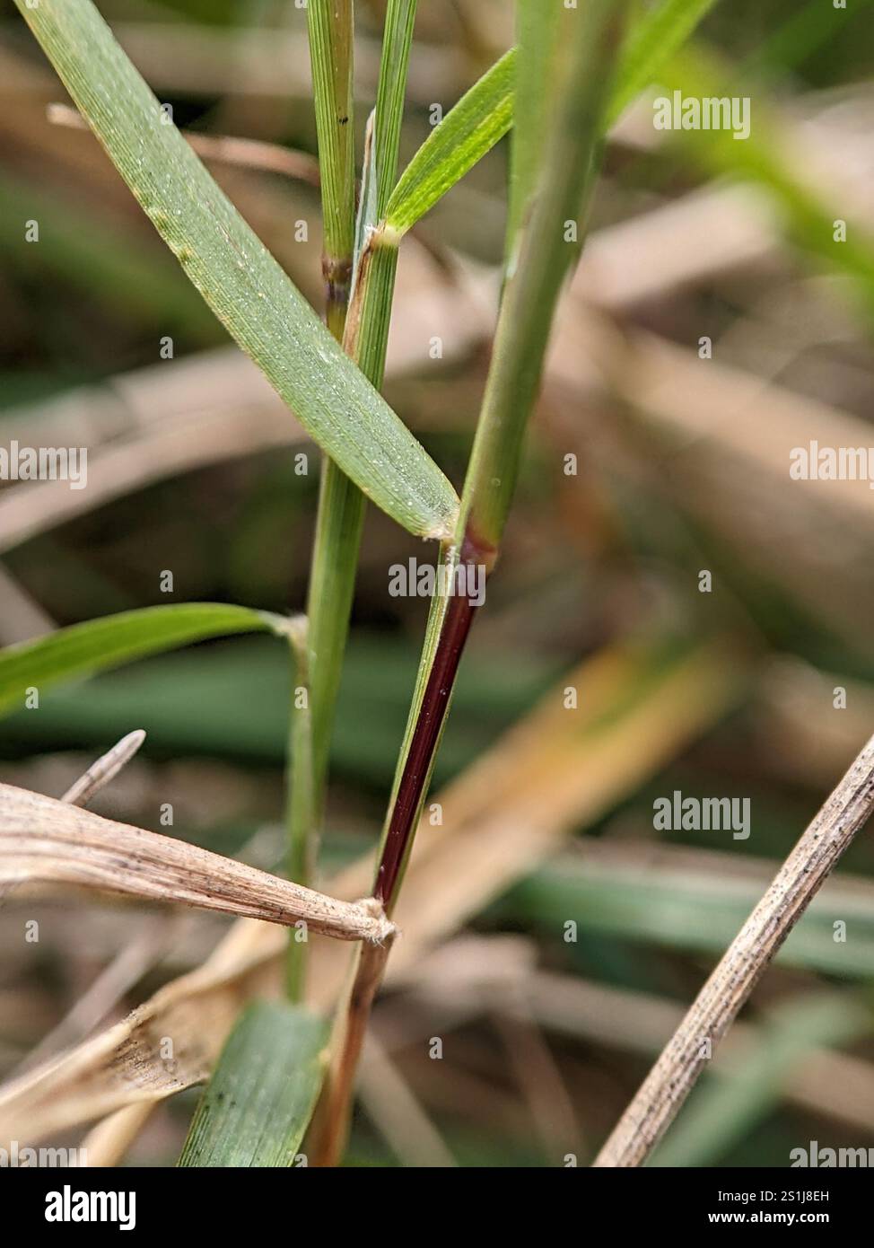 nimblewill (Muhlenbergia schreberi Stock Photo - Alamy