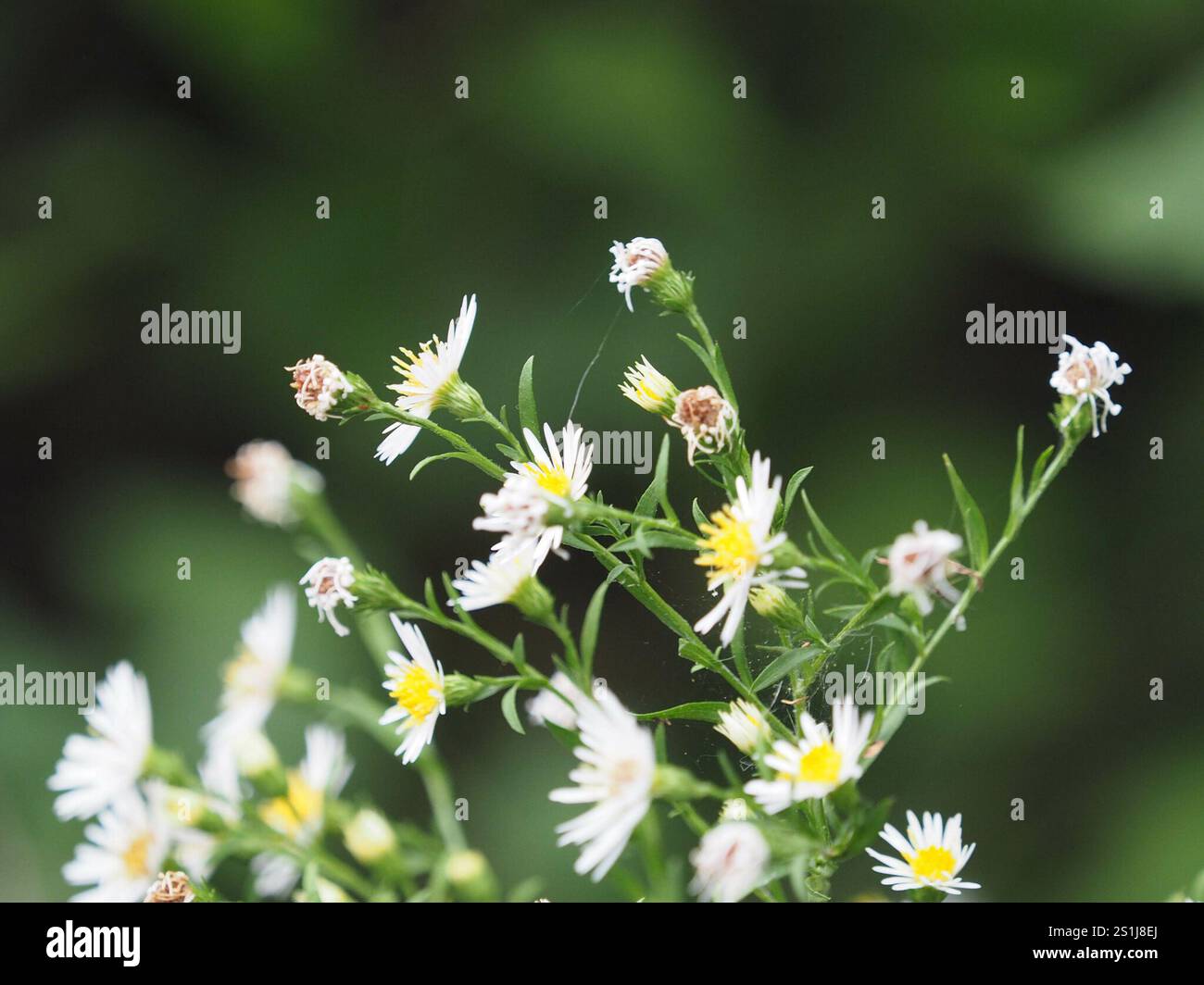 American asters (Symphyotrichum Stock Photo - Alamy