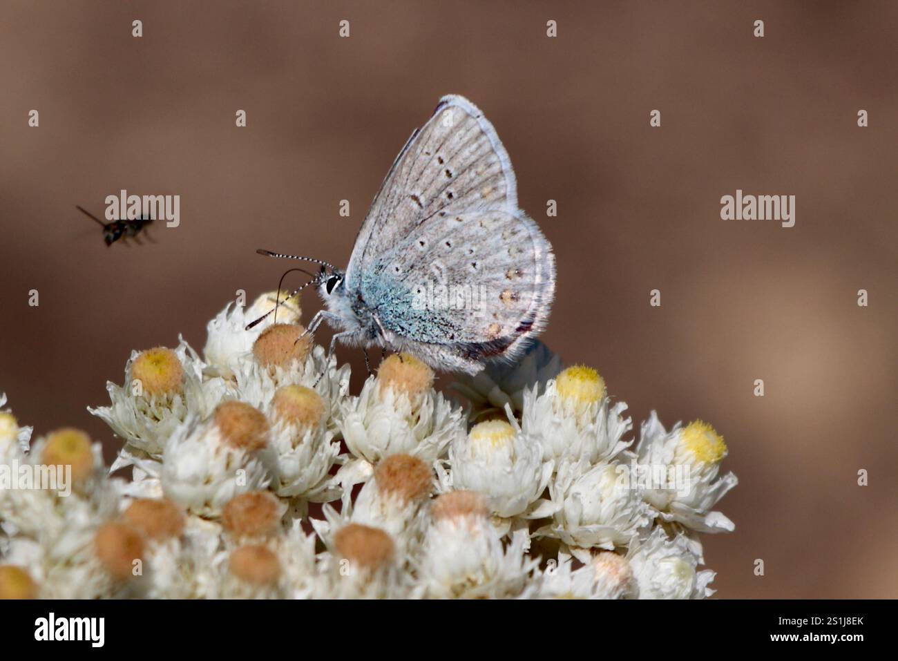 Anna's Blue (Plebejus anna Stock Photo - Alamy
