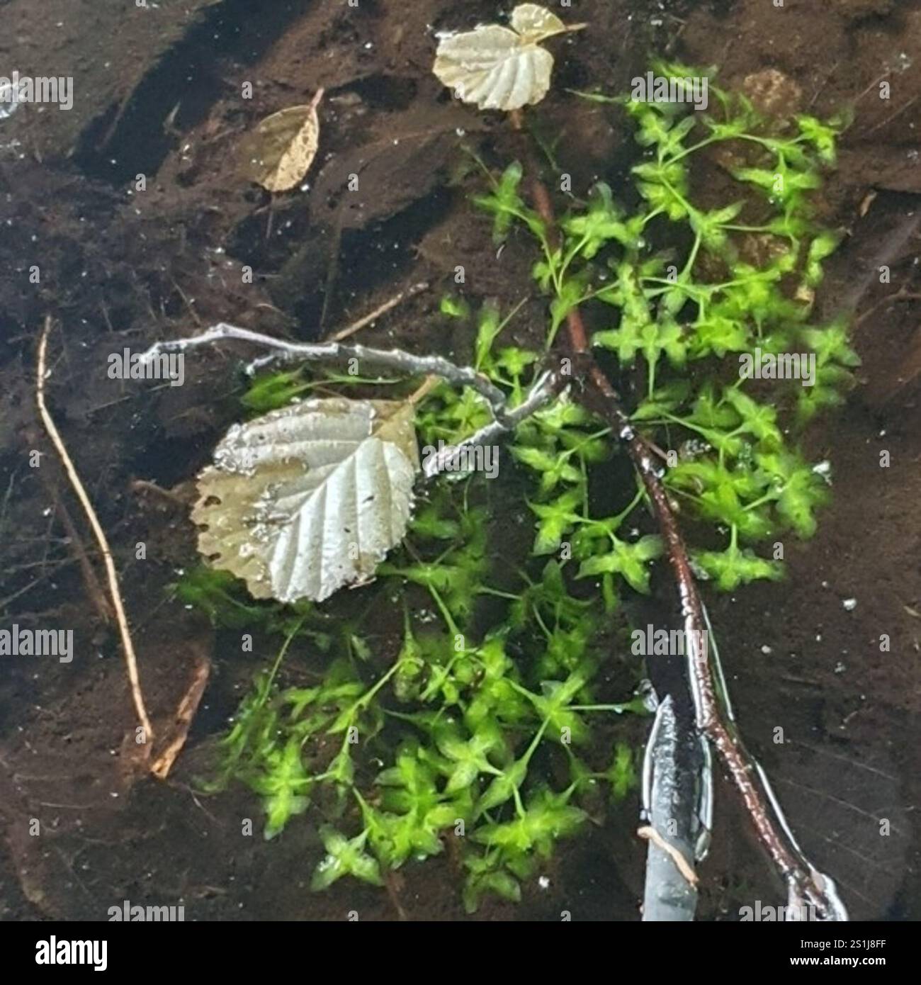 Ivy-leaved Duckweed (Lemna trisulca Stock Photo - Alamy