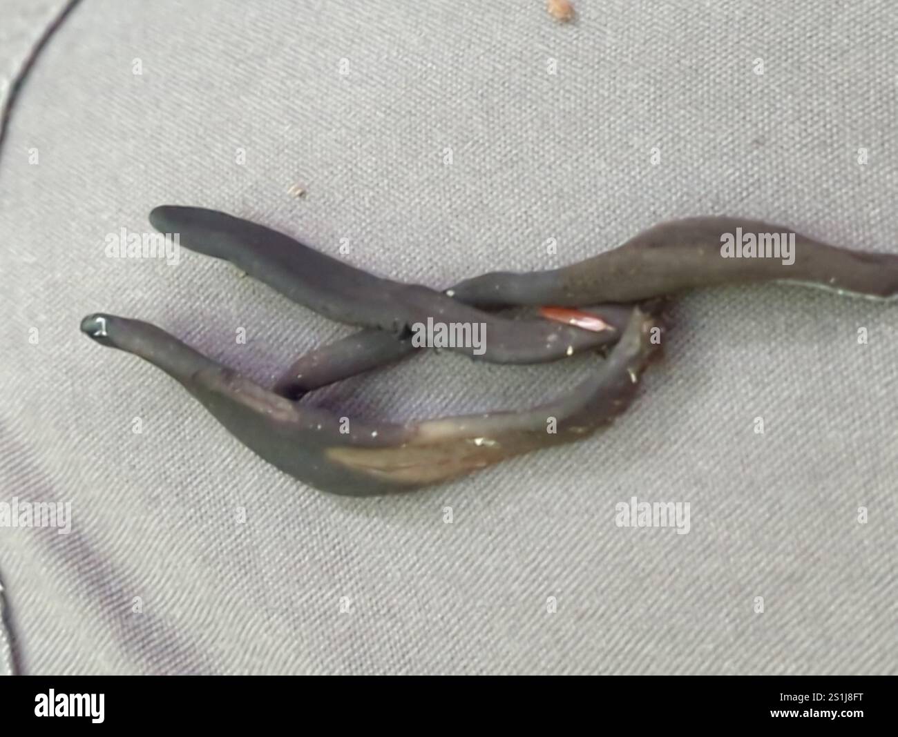 Earth Tongues (Geoglossum Stock Photo - Alamy