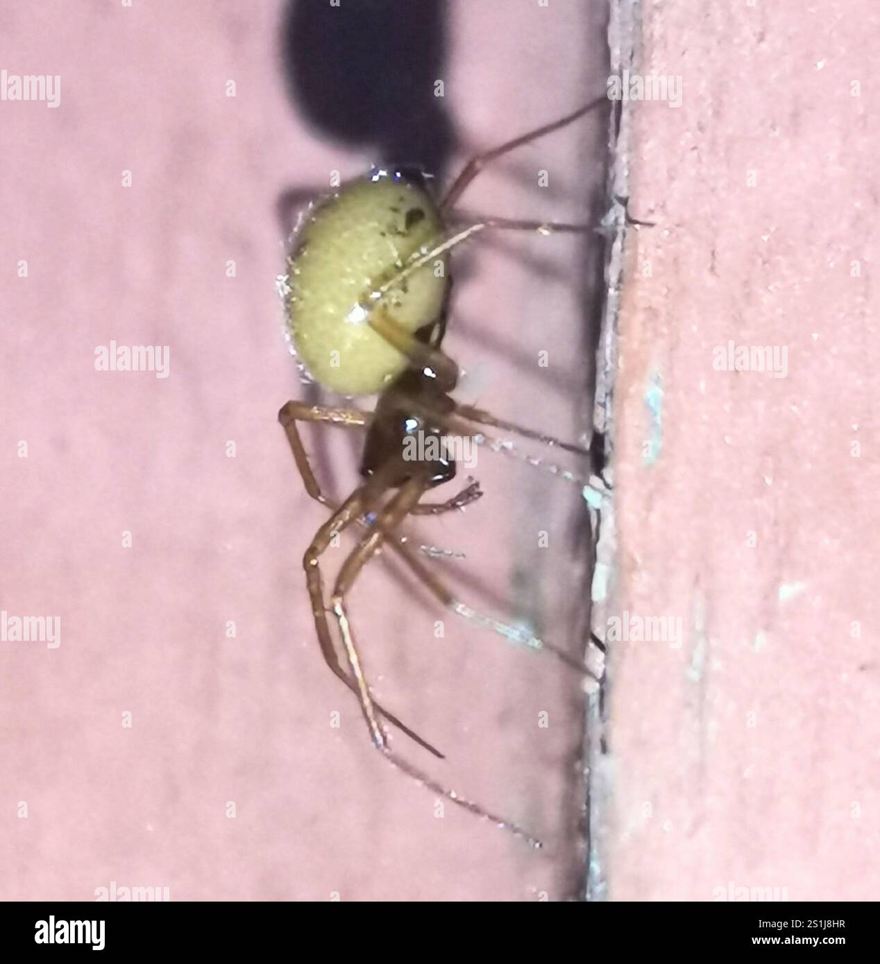 Rabbit Hutch Spider (Steatoda bipunctata Stock Photo - Alamy