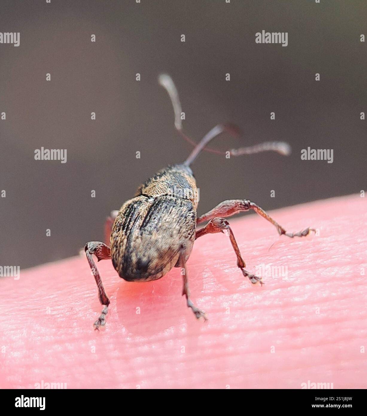 Nut Weevil (Curculio nucum Stock Photo - Alamy