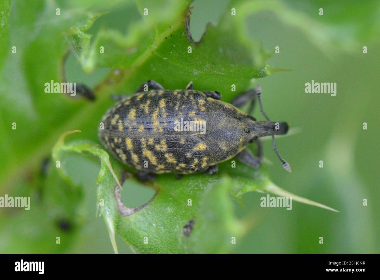 Turbine Cylindrical Weevil (Larinus turbinatus Stock Photo - Alamy