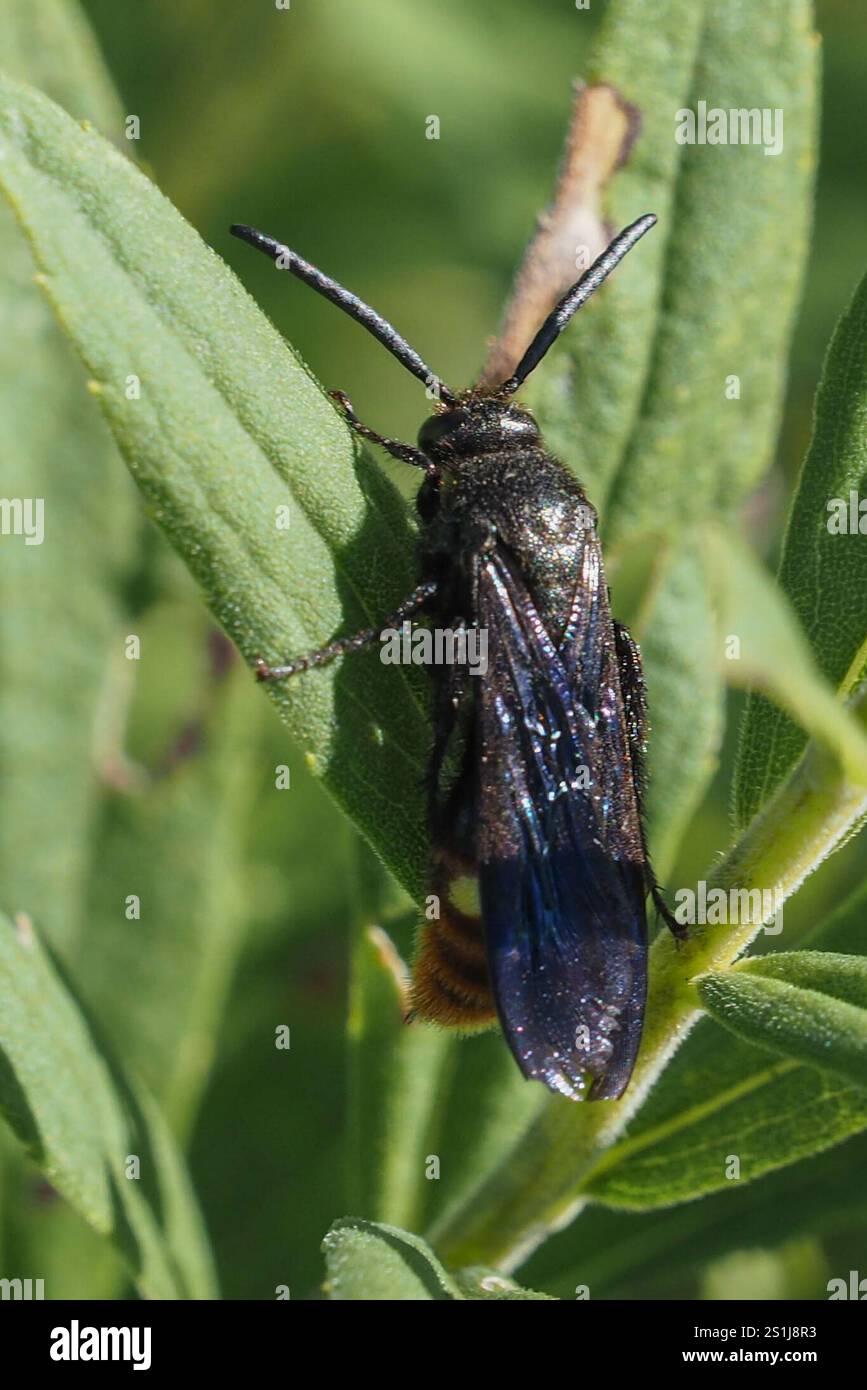 Blue-winged Scoliid Wasp (Scolia dubia Stock Photo - Alamy