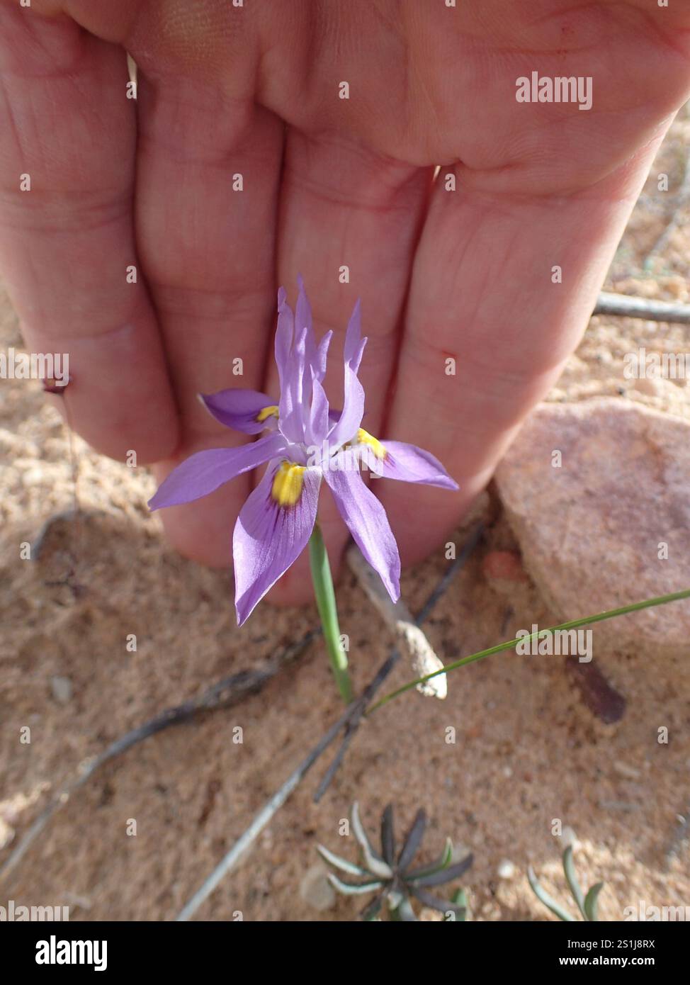Bigseed Tulp (Moraea macrocarpa Stock Photo - Alamy