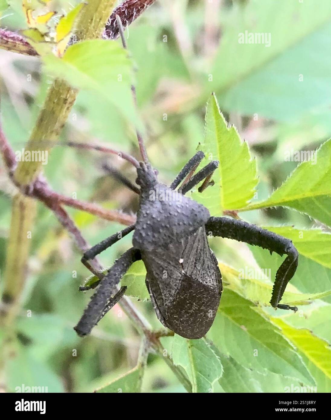 Florida Leaf-footed Bug (Acanthocephala femorata Stock Photo - Alamy