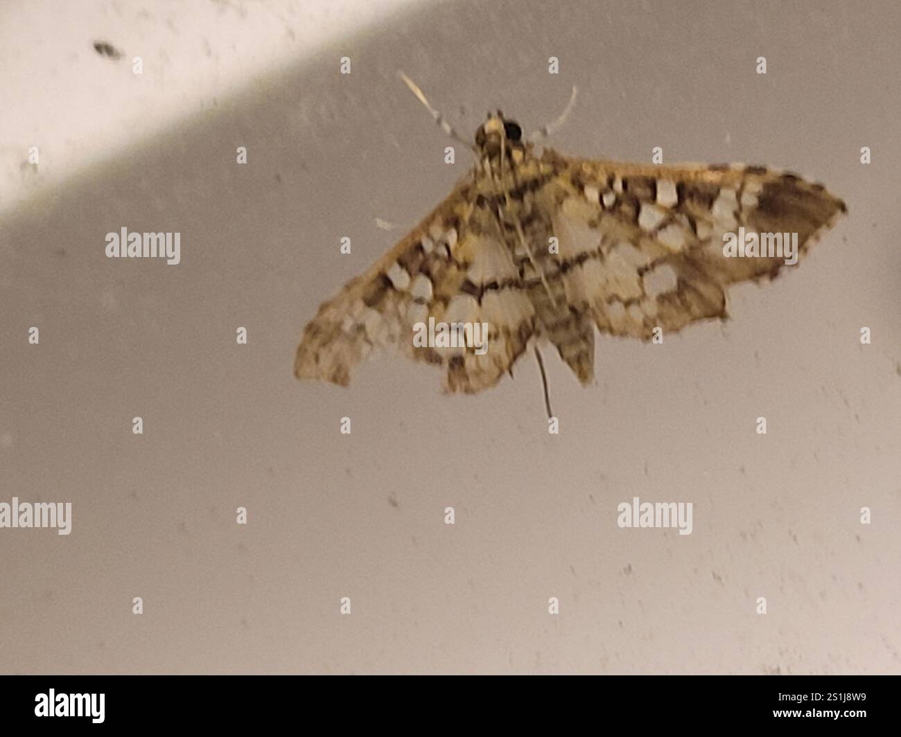 Stained-glass Moth (Samea castellalis Stock Photo - Alamy