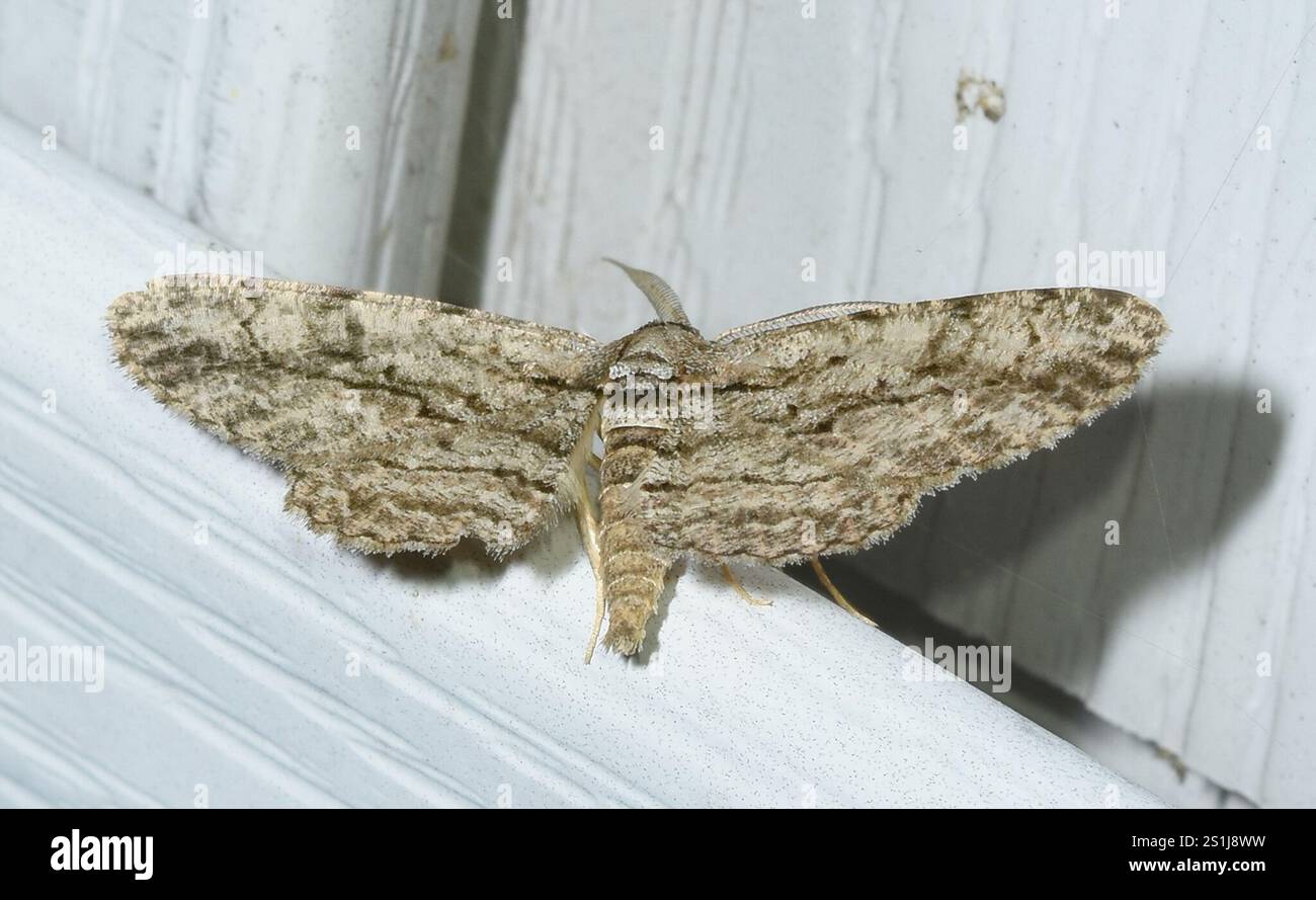 Geometer Moths (Geometridae Stock Photo - Alamy