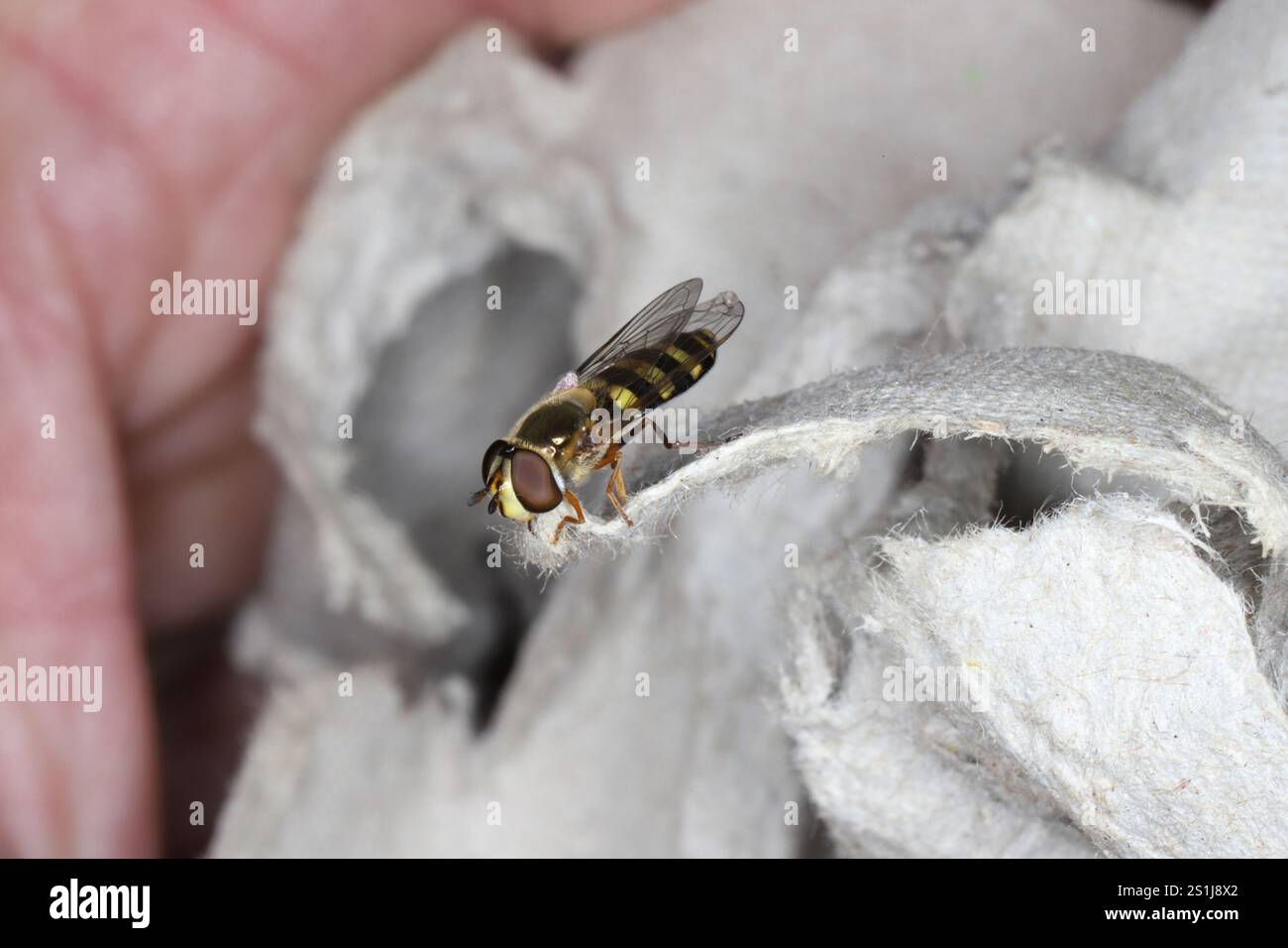 Long-tailed Aphideater Complex (Eupeodes americanus Stock Photo - Alamy