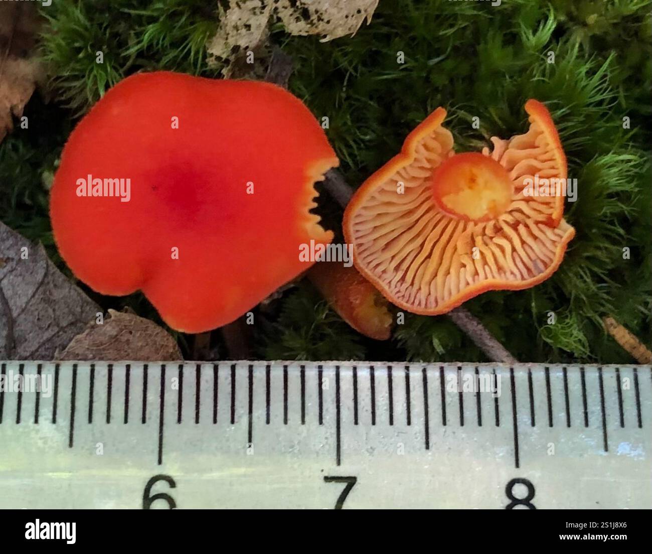 Vermilion Waxcap (Hygrocybe miniata Stock Photo - Alamy