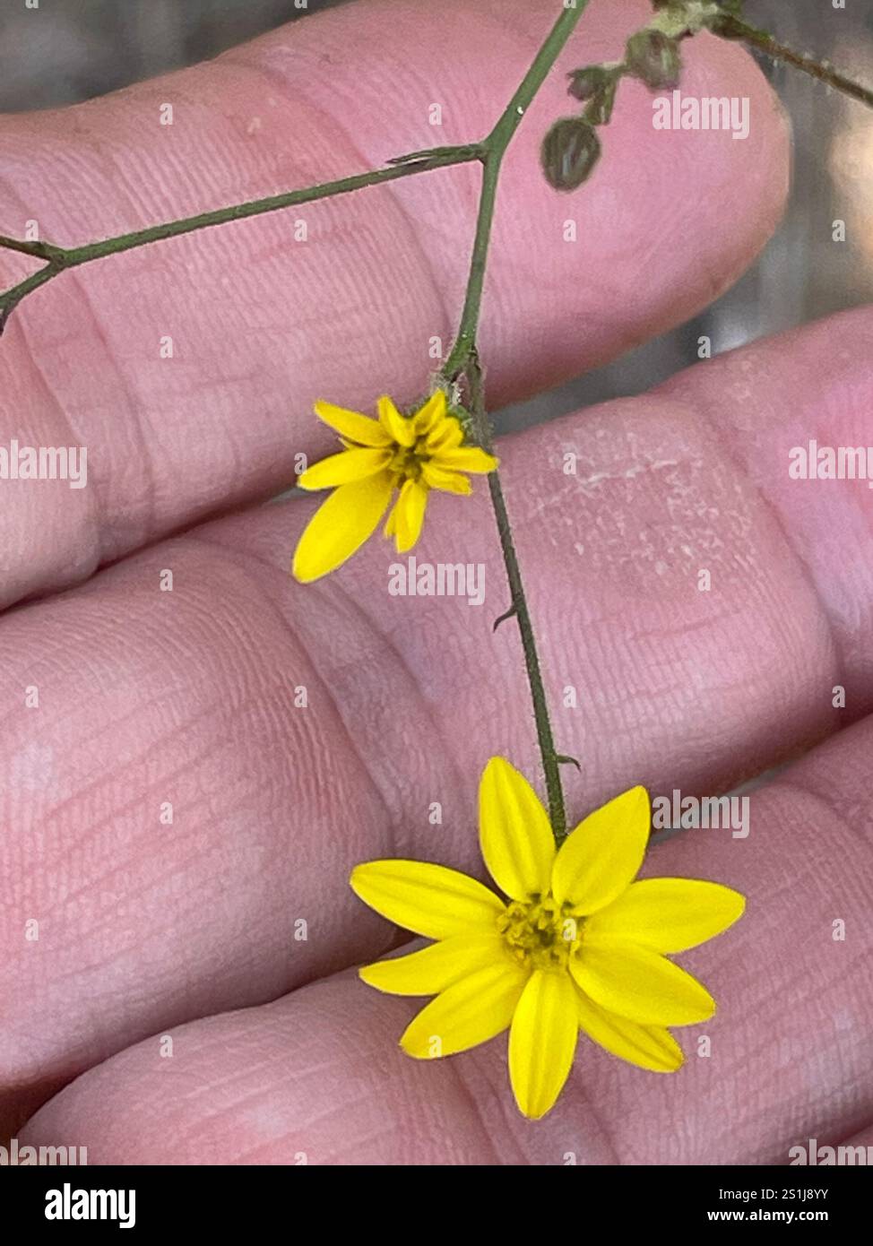 Slender Scratch Daisy (Croptilon divaricatum Stock Photo - Alamy