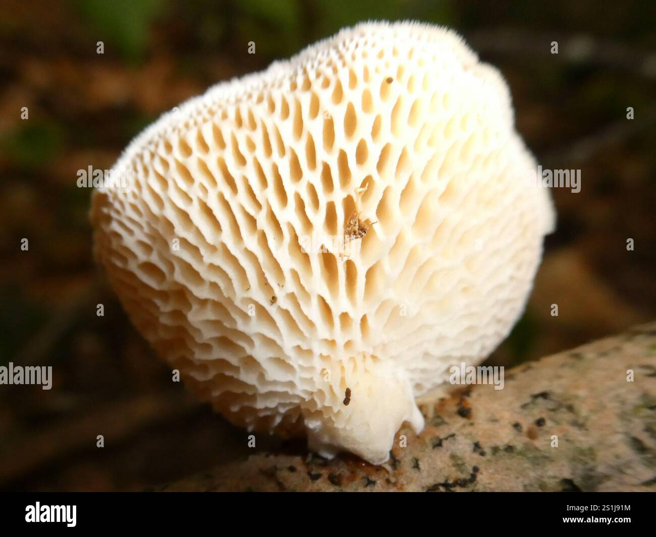 hexagonal-pored polypore (Neofavolus alveolaris Stock Photo - Alamy