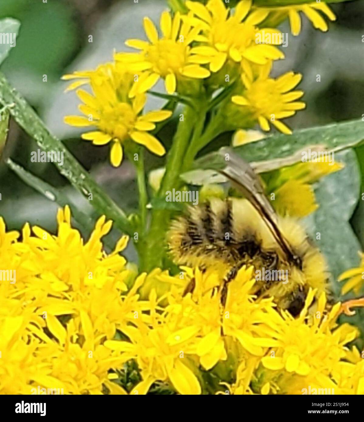 Sitka Bumble Bee (Bombus sitkensis Stock Photo - Alamy