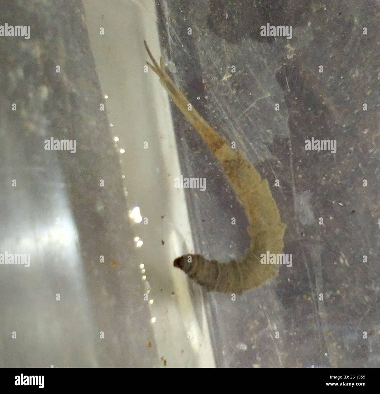 Phantom Crane Flies (Ptychopteridae Stock Photo - Alamy