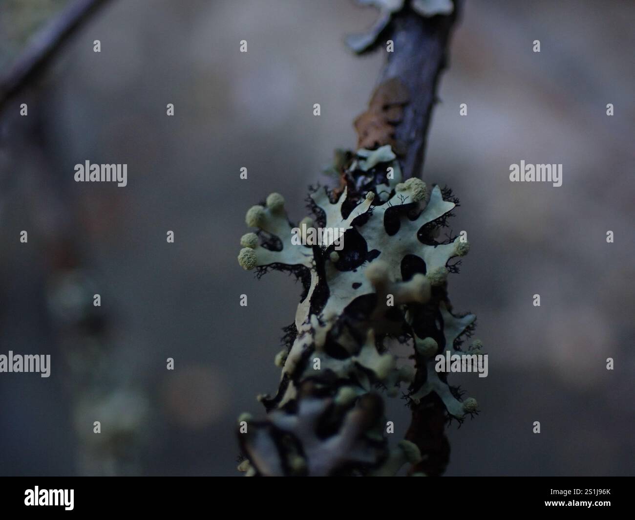 Green Loop Lichen (Hypotrachyna sinuosa Stock Photo - Alamy