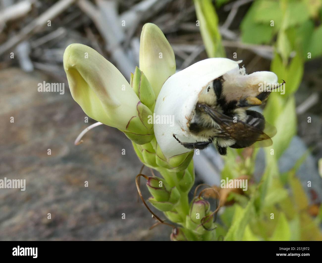 white turtlehead (Chelone glabra Stock Photo - Alamy