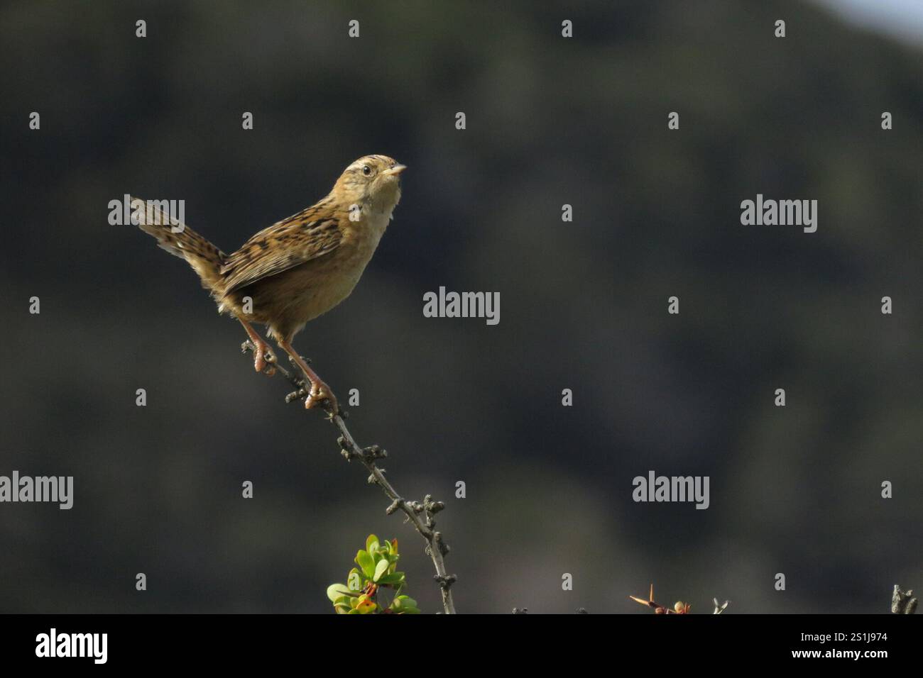 Grass Wren (Cistothorus platensis Stock Photo - Alamy