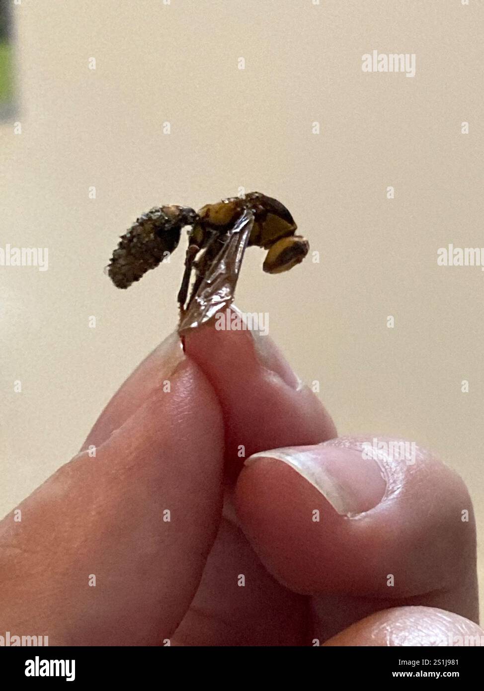 Horse Paper Wasp (Polistes major Stock Photo - Alamy