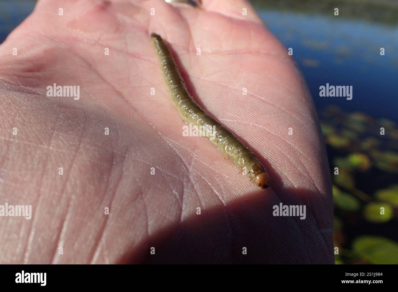 Rice Worm Moth (Apamea apamiformis Stock Photo - Alamy