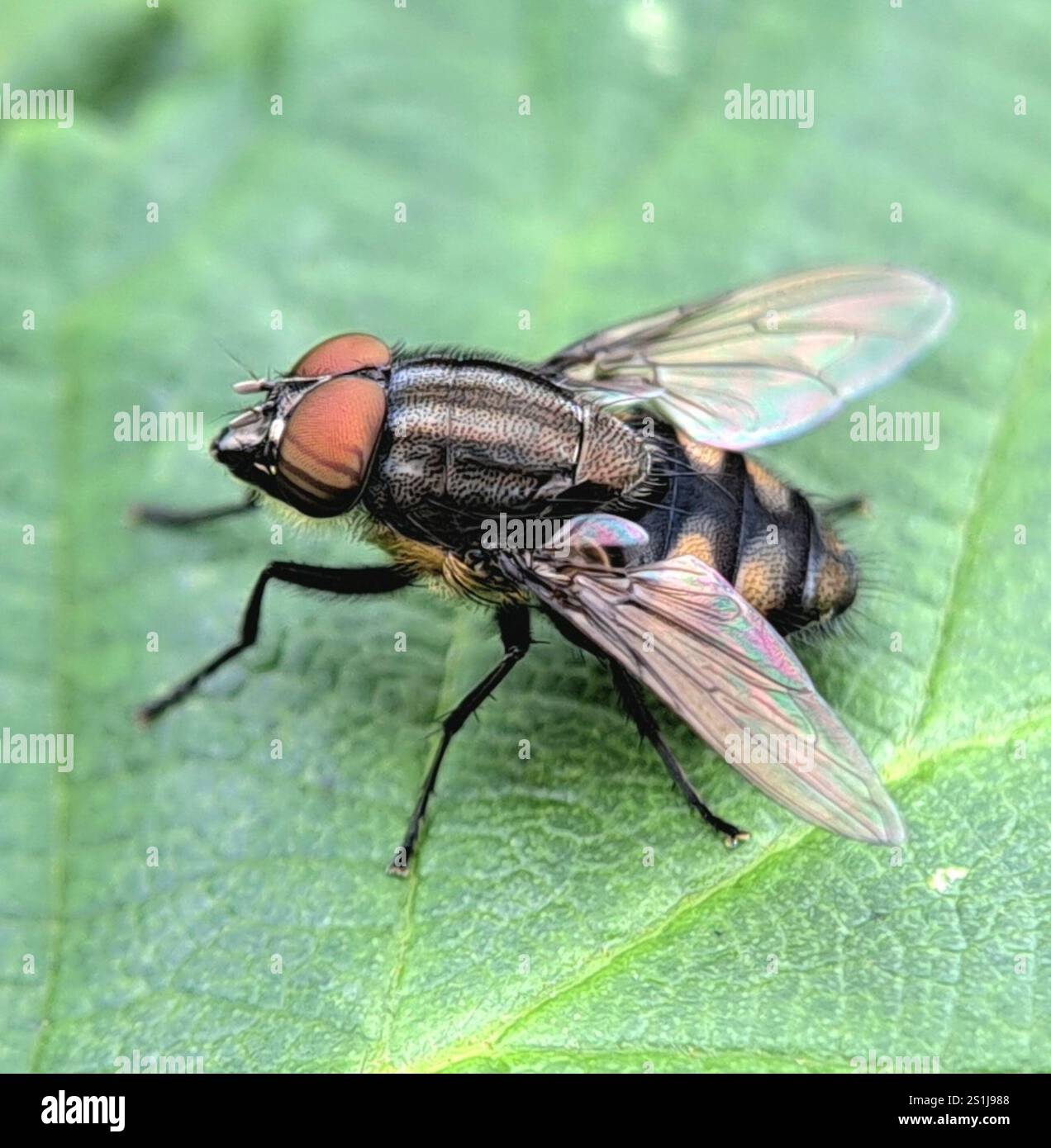Stomorhina lunata hi-res stock photography and images - Alamy