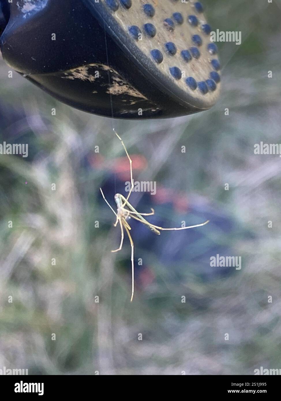 Whip Spider (Ariamnes colubrinus Stock Photo - Alamy