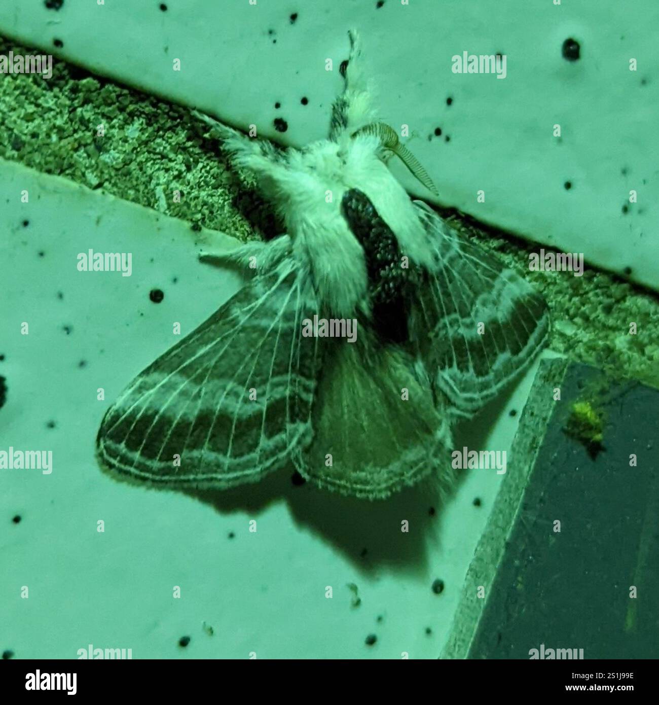 Tolype Moths (Tolype Stock Photo - Alamy