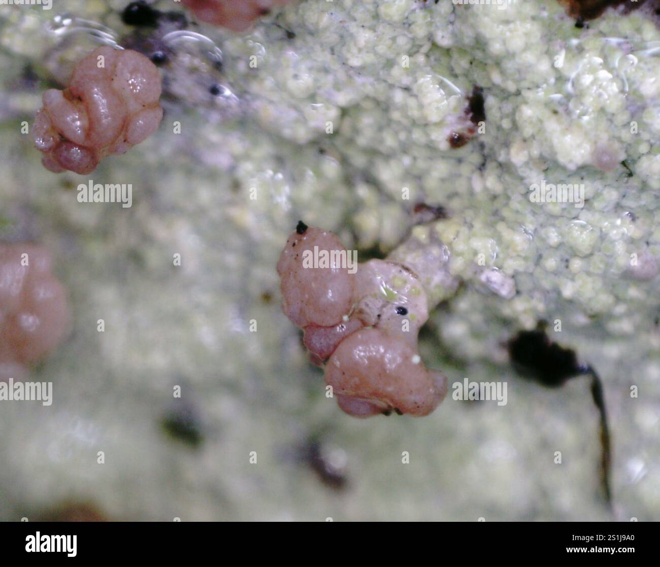 Brown Beret Lichen (Baeomyces rufus Stock Photo - Alamy