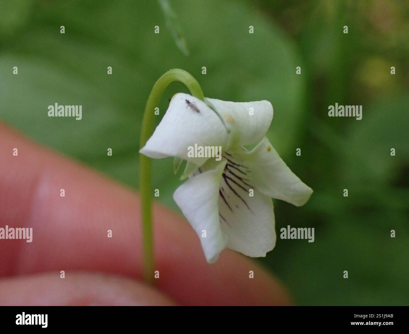 northern white violet (Viola minuscula Stock Photo - Alamy