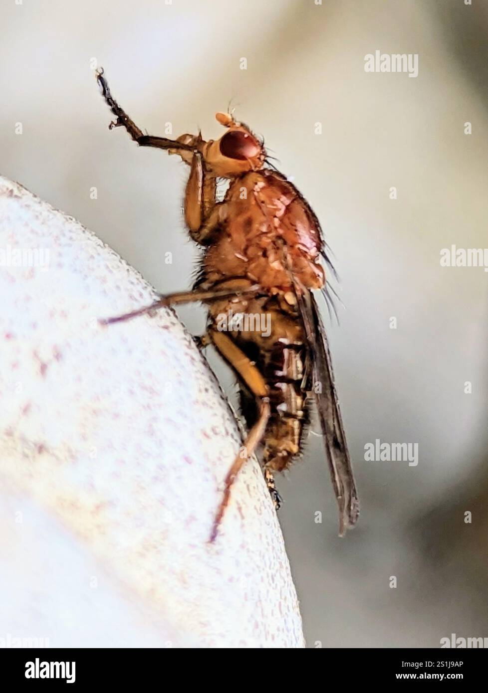 Hooded Dryomyza (Dryomyza anilis Stock Photo - Alamy