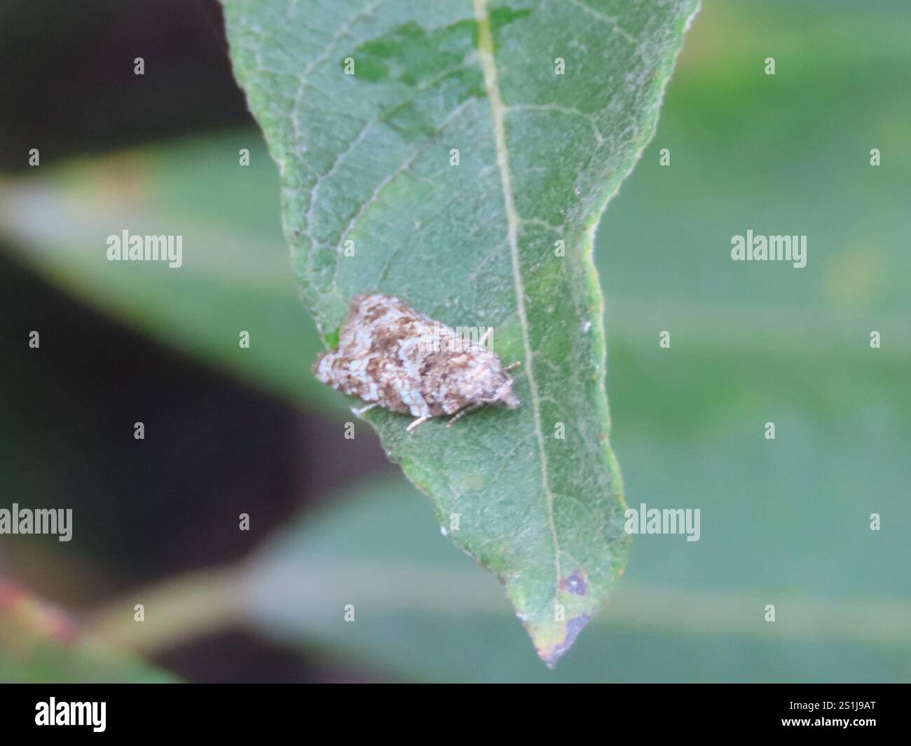 Western Black-headed Budworm (Acleris gloveranus Stock Photo - Alamy