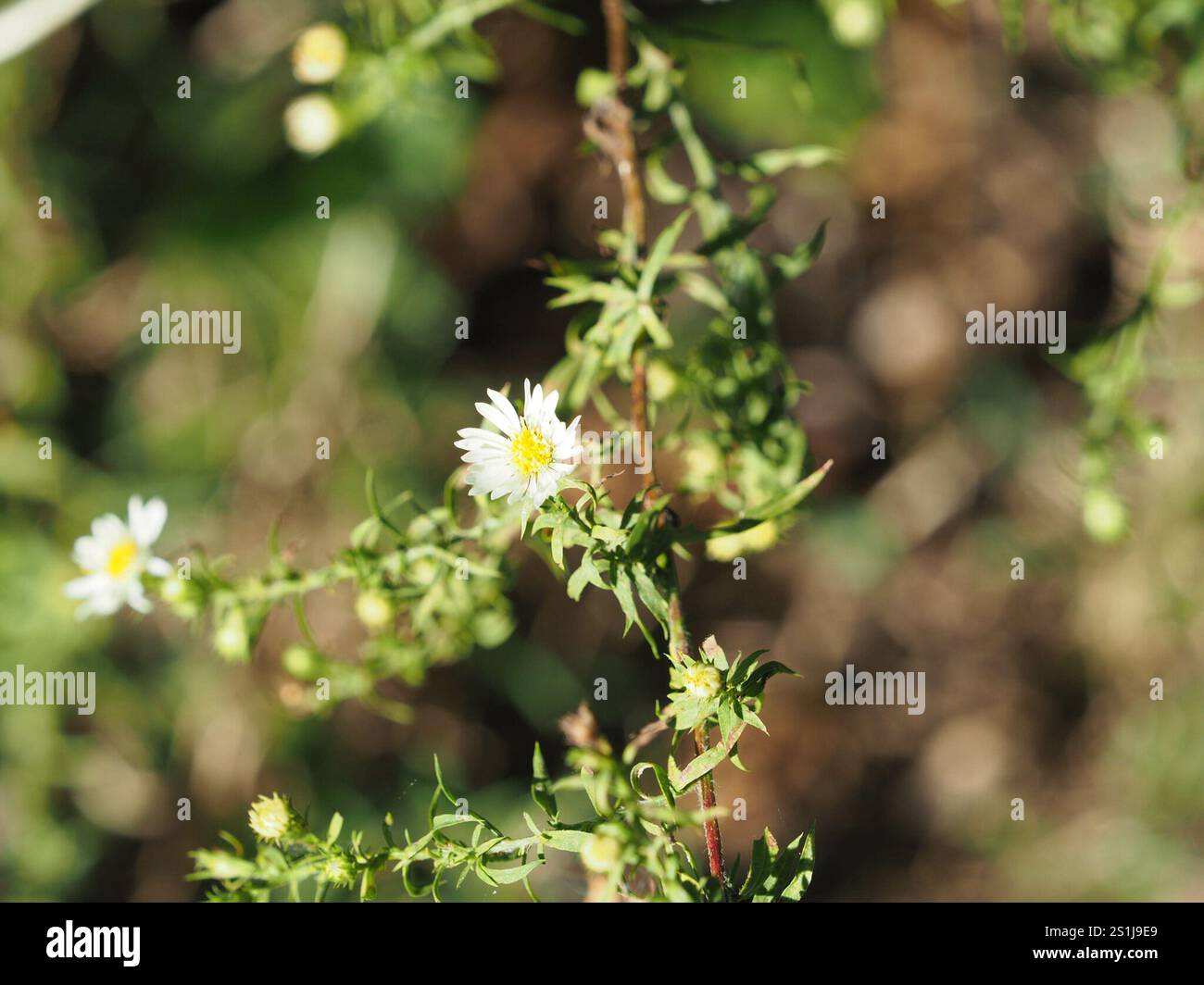 hairy white oldfield aster (Symphyotrichum pilosum Stock Photo - Alamy