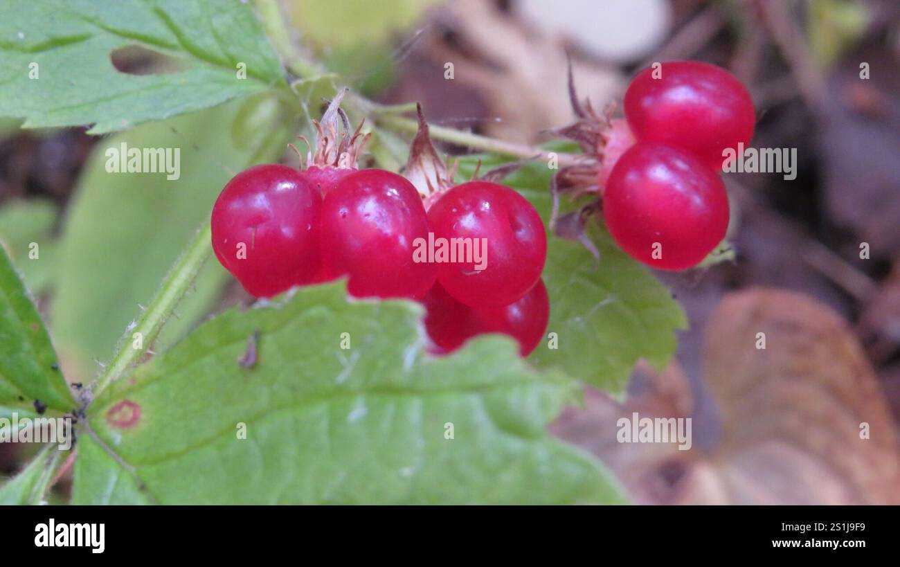 Stone Bramble (Rubus saxatilis Stock Photo - Alamy