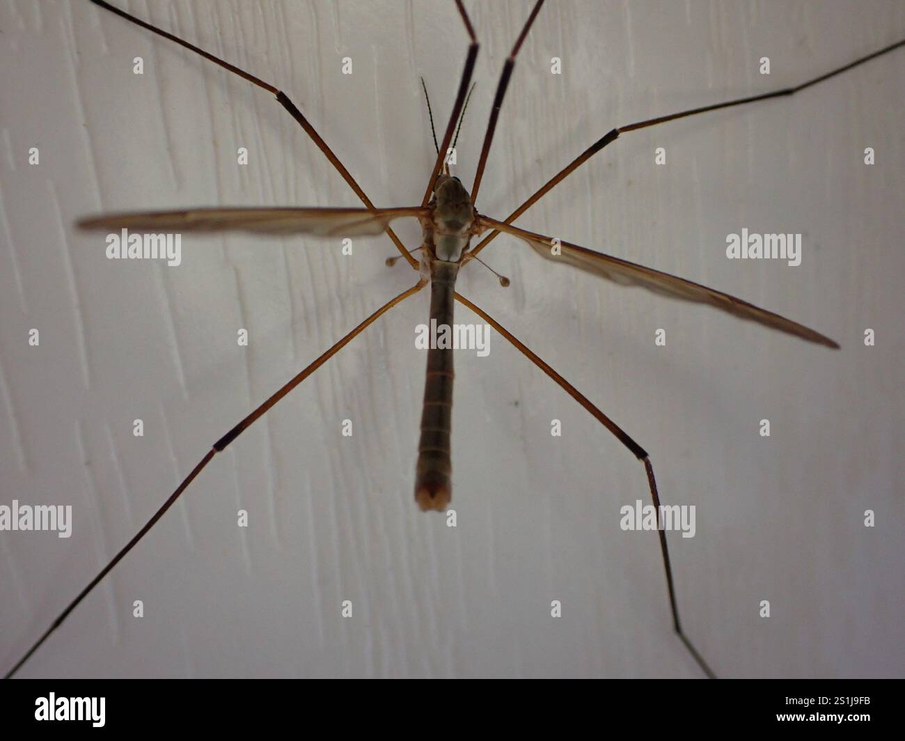 European Crane Fly (Tipula paludosa Stock Photo - Alamy