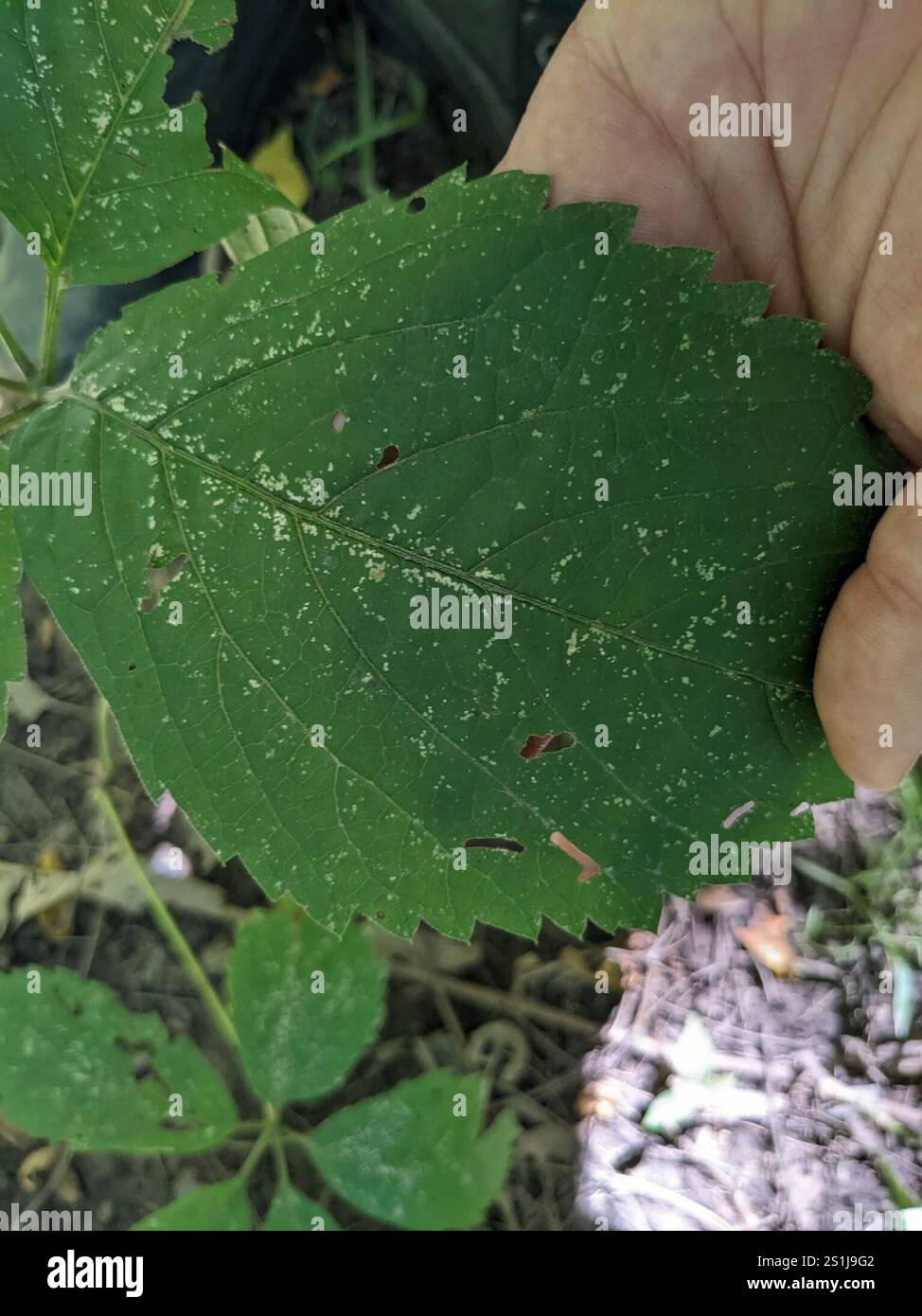thicket creeper (Parthenocissus inserta Stock Photo - Alamy