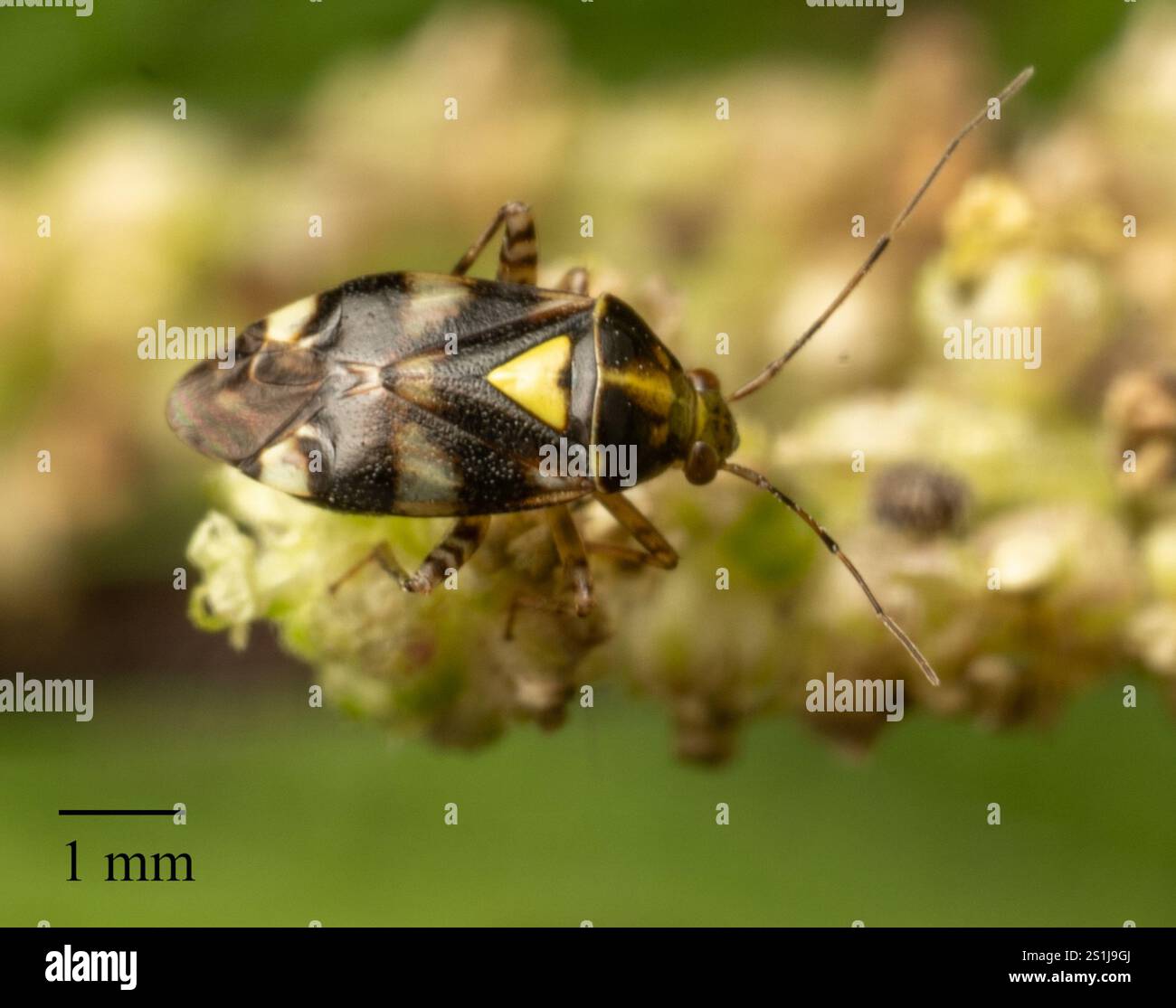 Three Spotted Nettle Bug (Liocoris tripustulatus Stock Photo - Alamy