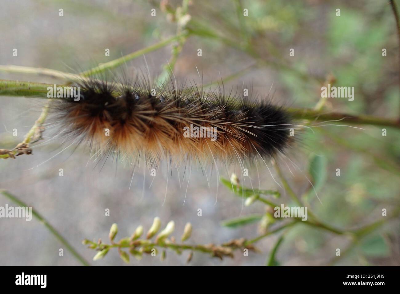 Virginian Tiger Moth (Spilosoma virginica Stock Photo - Alamy