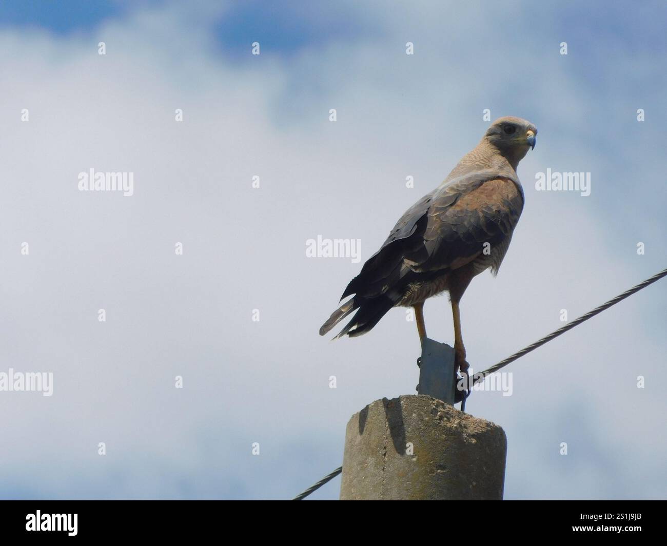 Savanna Hawk (Buteogallus meridionalis Stock Photo - Alamy