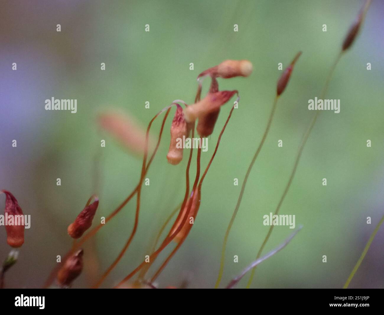 Capillary Thread-moss (Ptychostomum capillare Stock Photo - Alamy