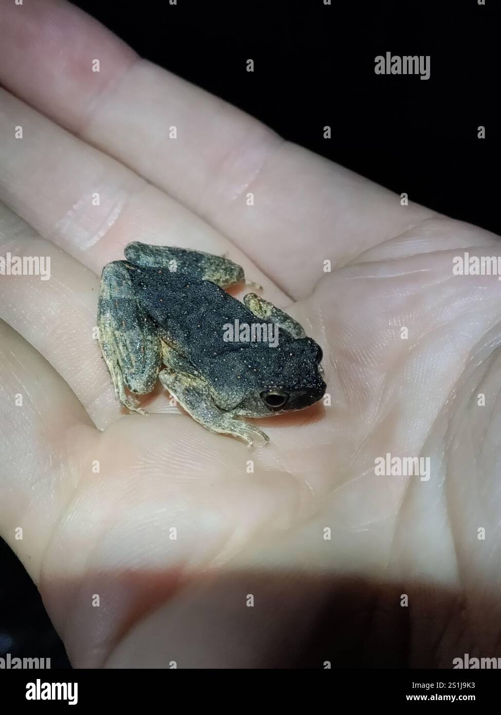 Painted Forest Toadlet (Engystomops petersi Stock Photo - Alamy
