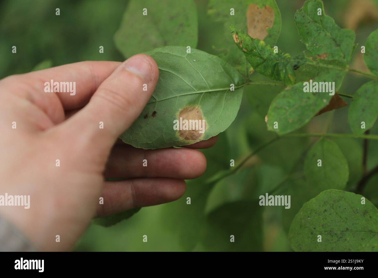 Ash Leaf Spot (Mycosphaerella fraxinicola Stock Photo - Alamy