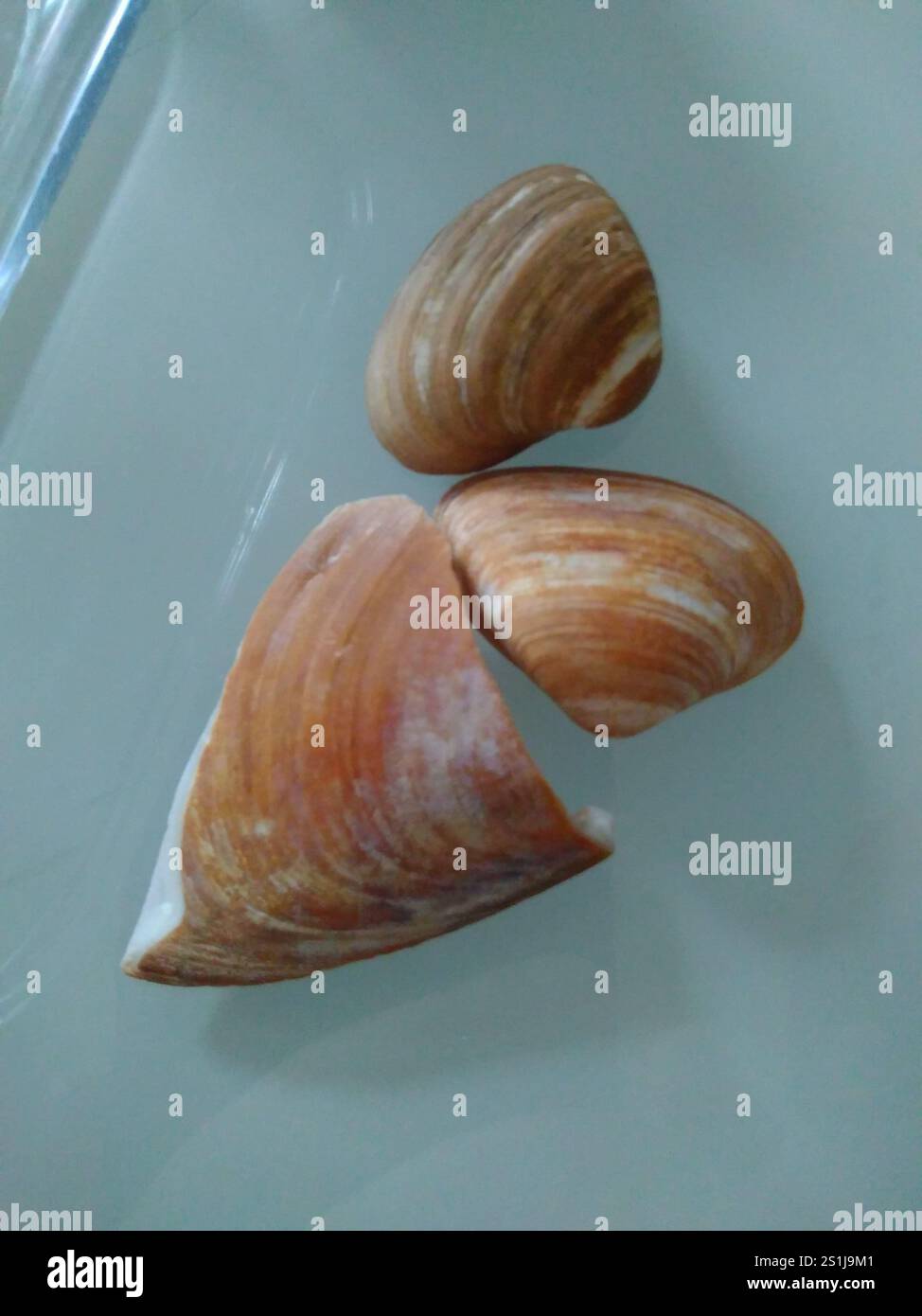 Cut Trough Shell (Spisula subtruncata Stock Photo - Alamy